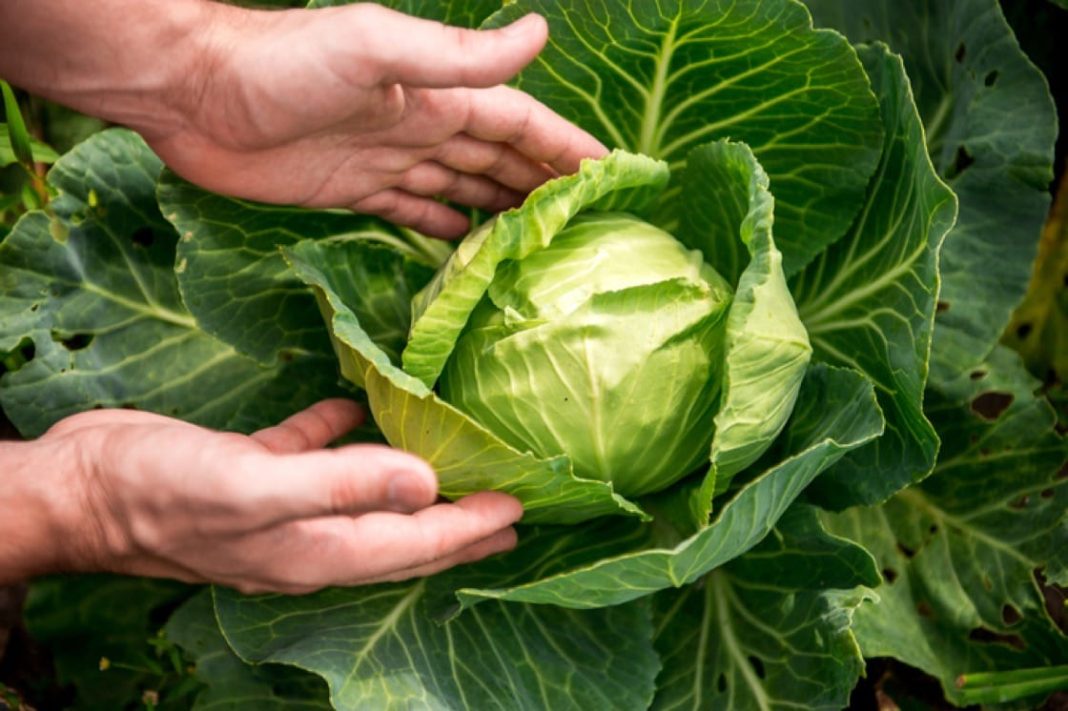 5 types of cabbages and how to take advantage of them: which one do you ...